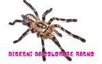 Disegni Ragno Da Colorare Per Bambini | Disegnidacolorarewk